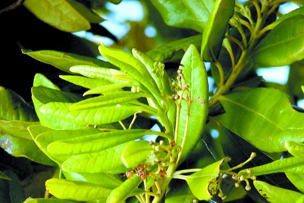 RISHIKA PLANT HOUSE- All Spice "Jamaica Pepper" Meat Masala Myrtle ...