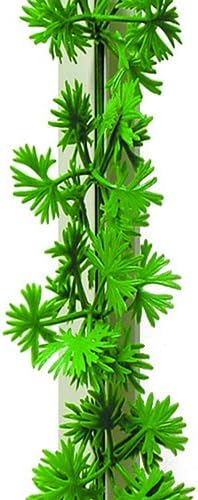Parsley Divider Garnish Black Base 250mm 12/Box : Amazon.co.uk: Home ...