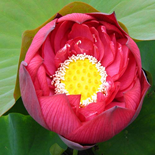 ROYAL LAND Aquatic Plant Lotus Seeds Nelumbo nucifera ‘Empress’ Lotus ...