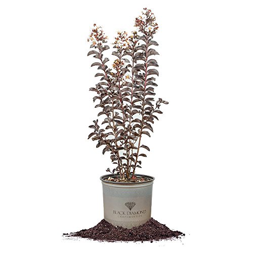 How to Care for Black Diamond Crape Myrtle Fast-Growing Low Maintenance ...