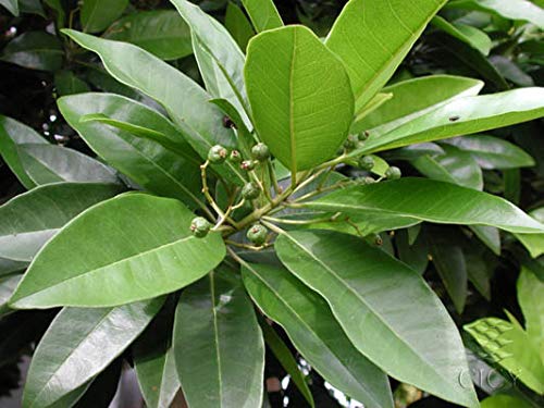 Creative Farmer Exotic Live Plant Sarva Sughandhi Pimenta Dioica ...