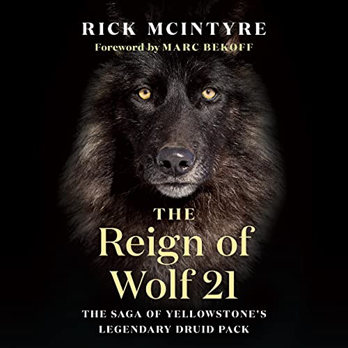 Amazon.com: The Redemption of Wolf 302: From Renegade to Yellowstone Alpha Male: The Alpha ...