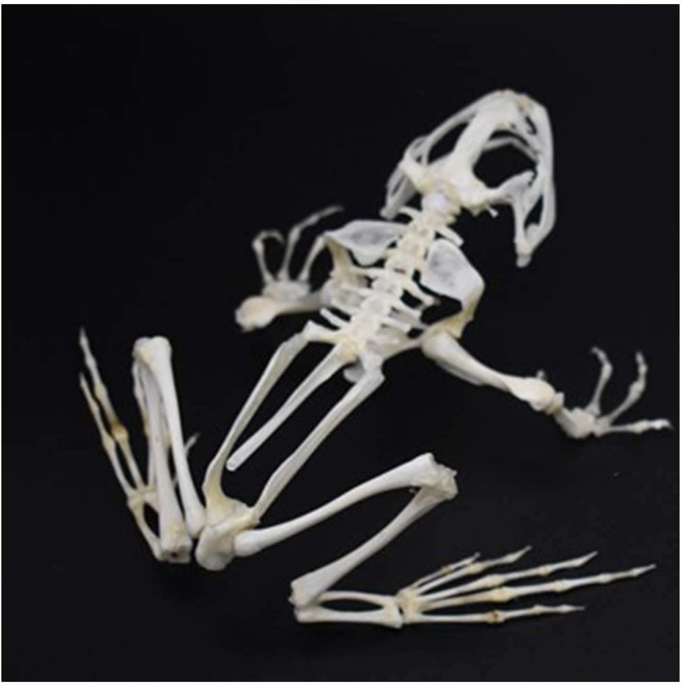 Amazon.com: Anatomy Model Skeleton Model Frog Skeleton Statue - Animal ...