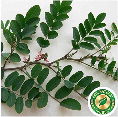 Indigo Plant For Hair
