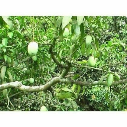THE GREEN VIEW GARDENS Langra Mango Plant - Mango Plant : Amazon.in ...