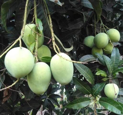 Green Woodland Chandrakaran Mango Plant-Grafted Variant Fruit Plant ...