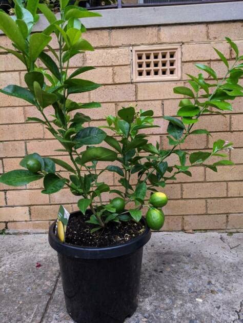 MULTIPLANT Seedless lemon tree (Set of 5) : Amazon.in: Garden & Outdoors