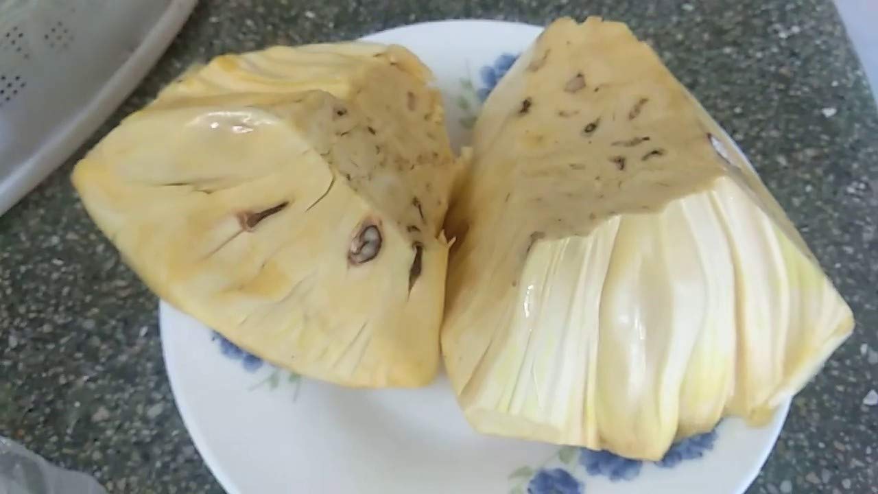 Buy Aiden Gardens Rare Dwarf Variety Hybrid Jackfruit s Artocarpus ...