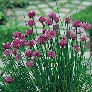 Creative Farmer Exotic Herb Seeds - Alliaceae (Onion Family) Allium ...