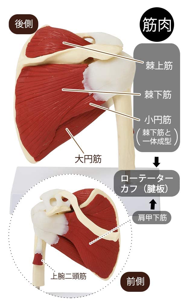 Anatomía 3d Del Hombro 💊 Modelo 3D De La Articulación Del Hombro