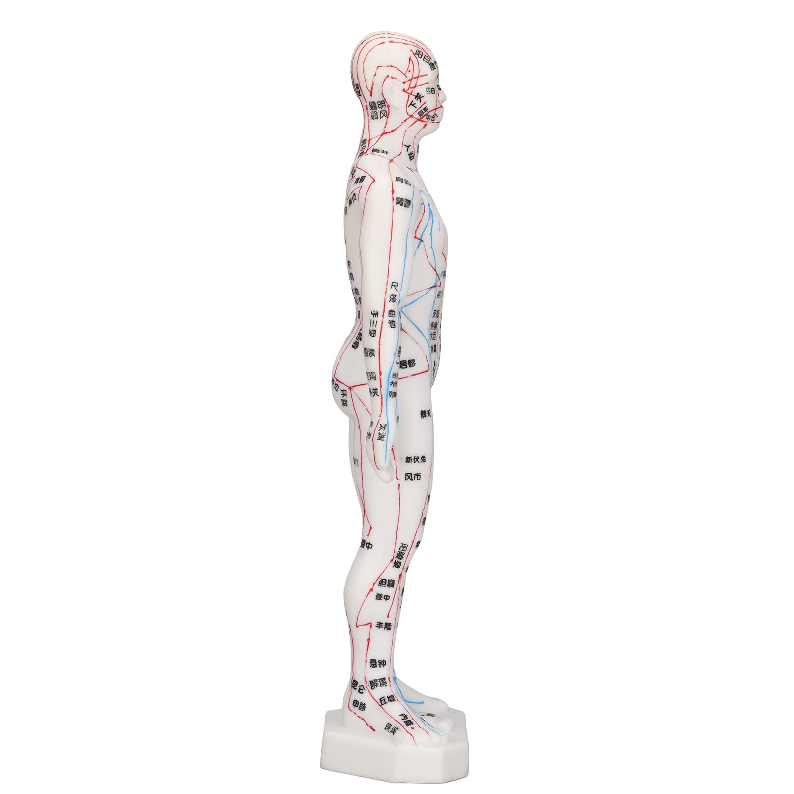 Buy Acupuncture Model Of Human Body, Acupuncture Model Male PVC ...