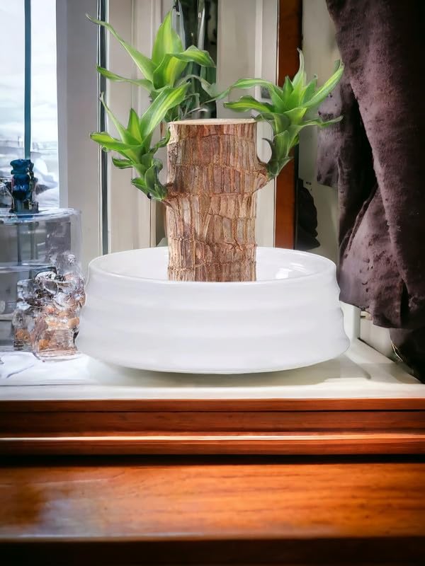 Brazilian wood plant live | Pack of 1 Live Wood : Amazon.in: Garden ...