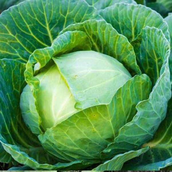 leaf cabbage seeds for gardening Pack Of 25 : Amazon.in: Garden & Outdoors