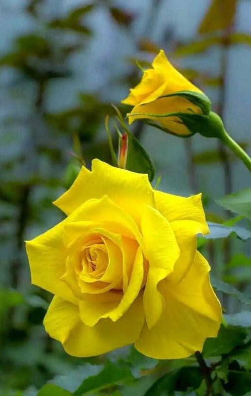 Rose Flower Tree Yellow colour Rose Golap Flower Tree Hybrid Plant ...