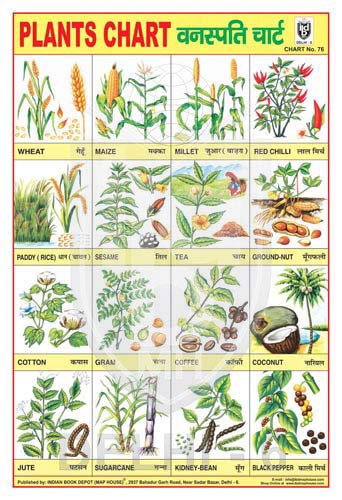 Buy PLANTS CHART Book Online at Low Prices in India | PLANTS CHART ...