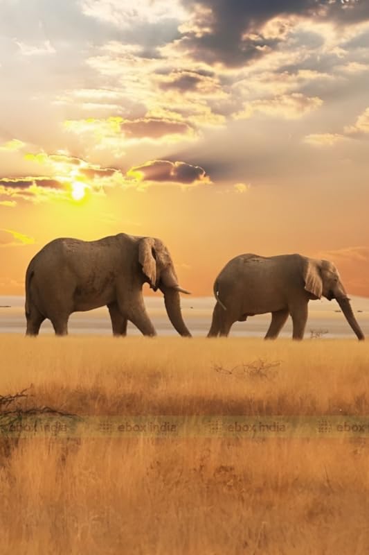 Poster of Elephant, Elephant Posters for Room Wall Decortation, Size ...