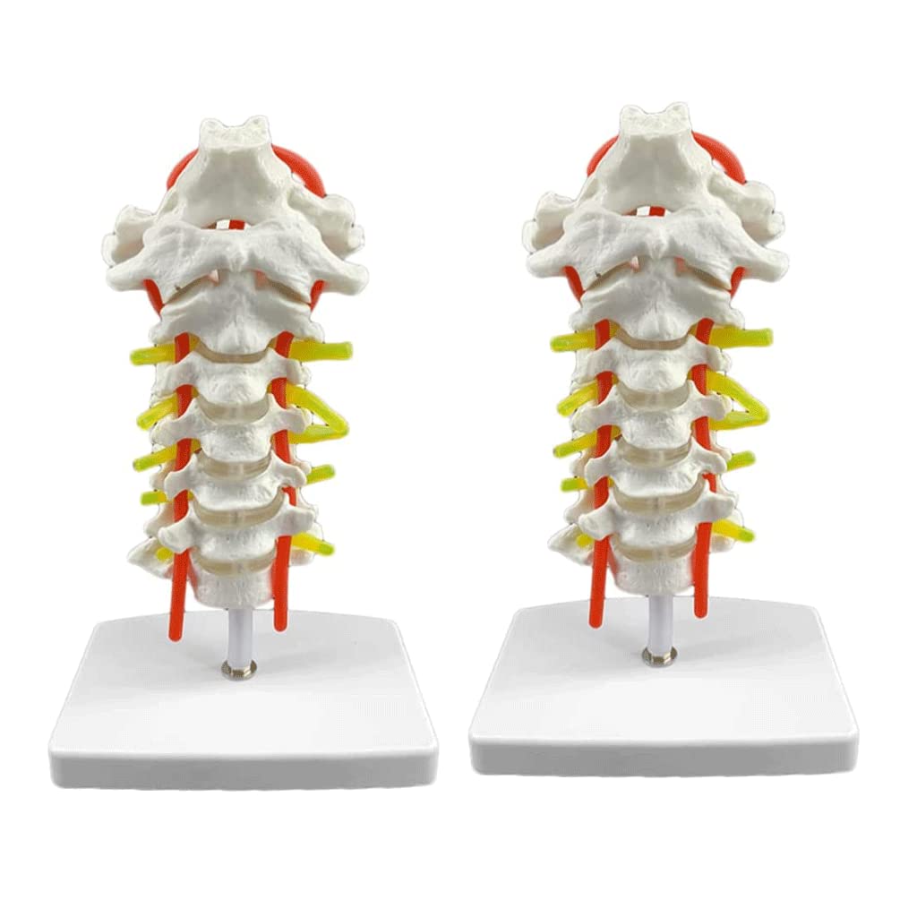 Vnabo Medical Model Cervical Model Human Bone Model Cervical Vertebra ...