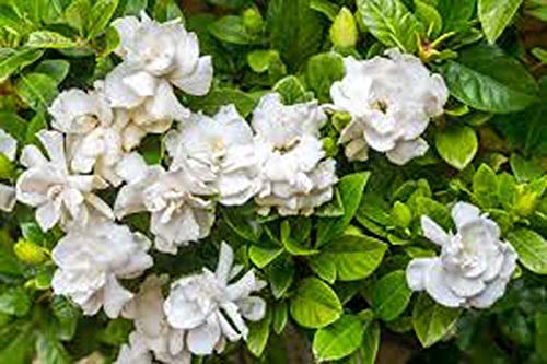 LushGreen Rare Gandharaj, Gardenia, Cape Jasmine Live Plant (1 Healthy ...