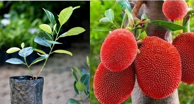 Green view 2 Thailand Pink Jackfruit Plant Pack Of 2 Live Grafted Pink ...