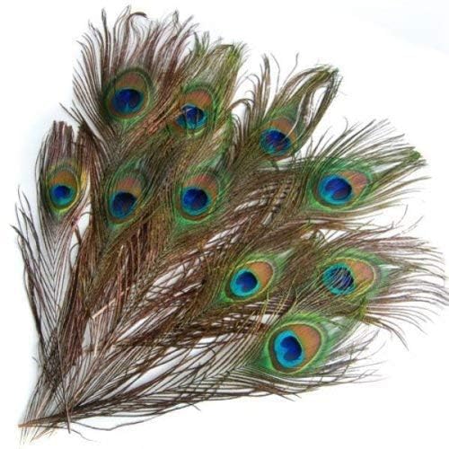 Natural Real Full Length Peacock Feather Tails, Mayuri Pankh, Mor Pankh ...