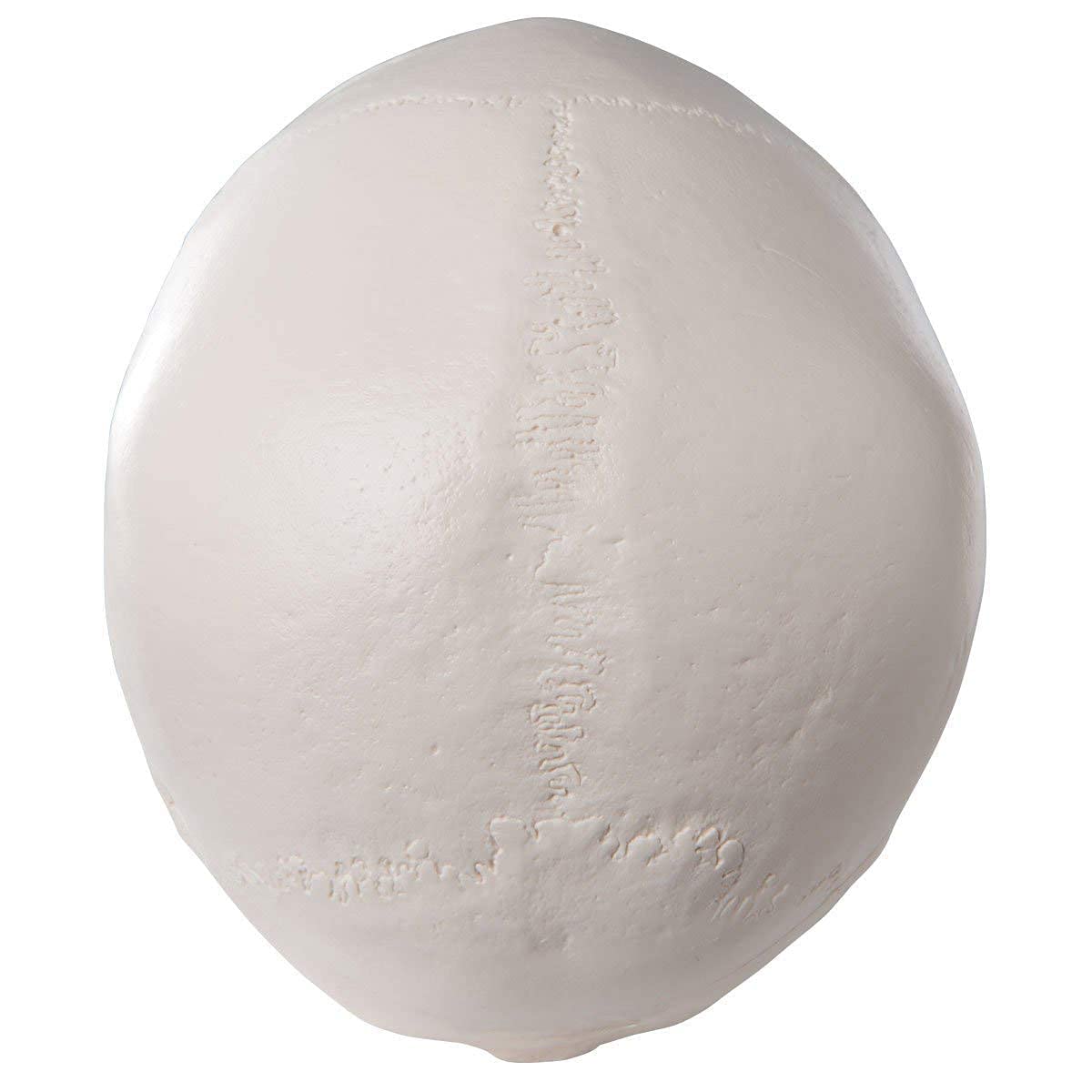 Snapklik.com : LYOU Human Skull Model For Learning, Skull Model, Life ...