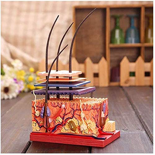 Buy ZLF Human Torso Model Human Skin and Hair Model 4d Human Body ...