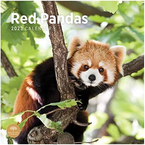 Amazon.co.jp: 2023 Red Pandas Wall Calendar by Bright Day, 12 x 12 Inch ...