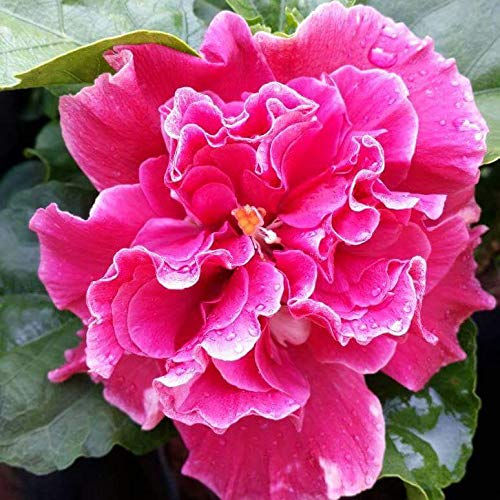 Indian Gardens - Hibiscus Hybrid Dwarf - colour guaranteed live plant ...