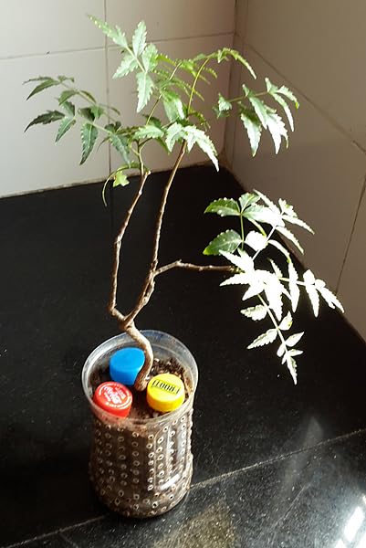 Neem Tree Live Medicinal Outdoor Plant Pack Of 1 : Amazon.in: Garden ...