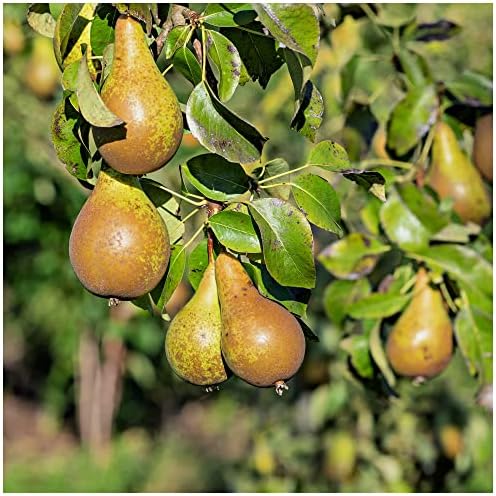 Dwarf Patio Concorde Pear Tree in 4L Pot, Self-Fertile,Ready to Fruit ...
