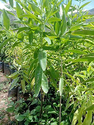 Rare White Sandal Wood Santalum album Chandan Tree Seedling Plant (1 ...