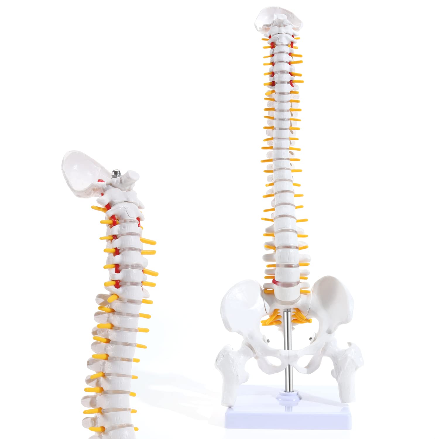Buy ASINTOD Spine Anatomy Model, Medical Human Spine Model with ...