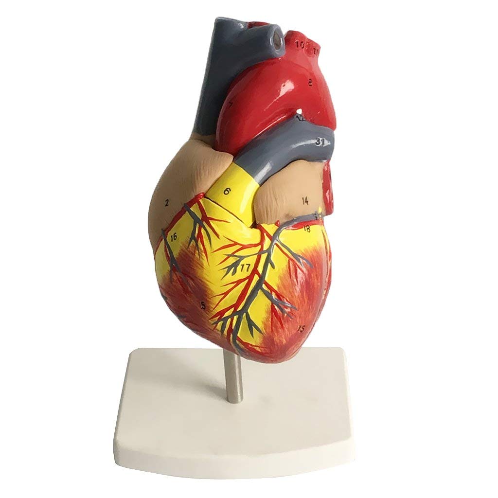 Human Anatomical Model Heart Model Cardiac Model With Stand Human ...