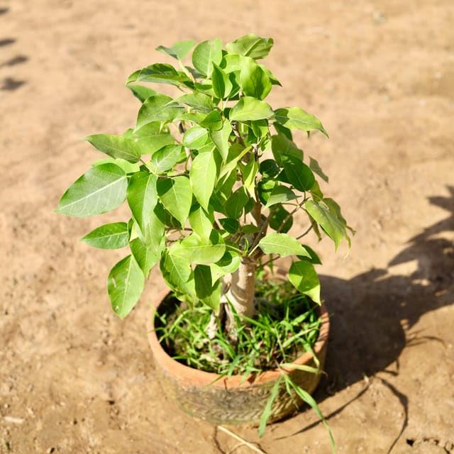 Ficus virens Plant/Pilkhan in 8 inch Clay Tray : Amazon.in: Garden ...