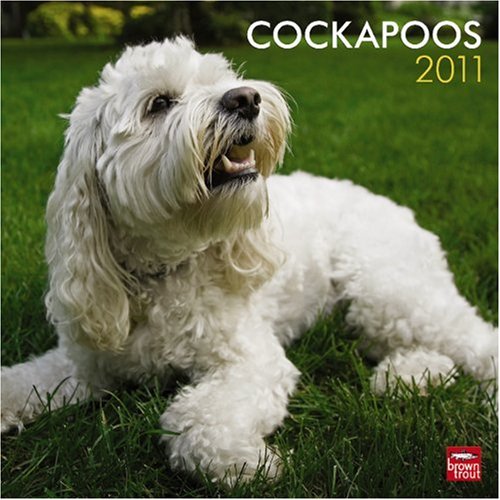 Cockapoos 2011 Square 12X12 Wall Calendar: 9781421667874: Amazon.com: Books
