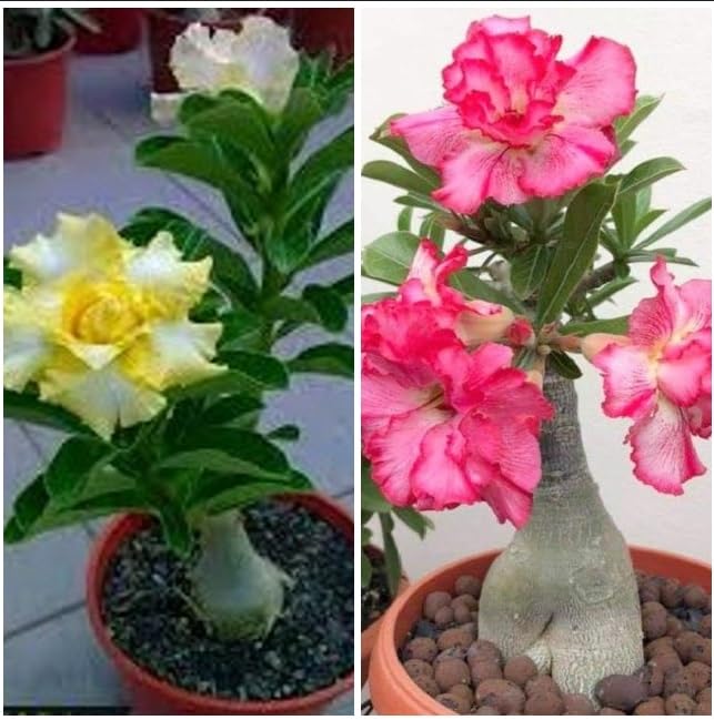 adenium live plant/adenium flower plant (pack of-2) : Amazon.in: Garden ...