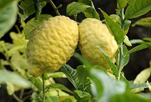 M-Tech Gardens Rare Etrog Citron, Edible Lemon 1 Healthy Live Plant ...
