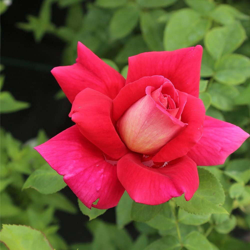 Amazon.com : Heirloom Roses Flaming Peace Rose - Live Rose Bush, Hybrid ...