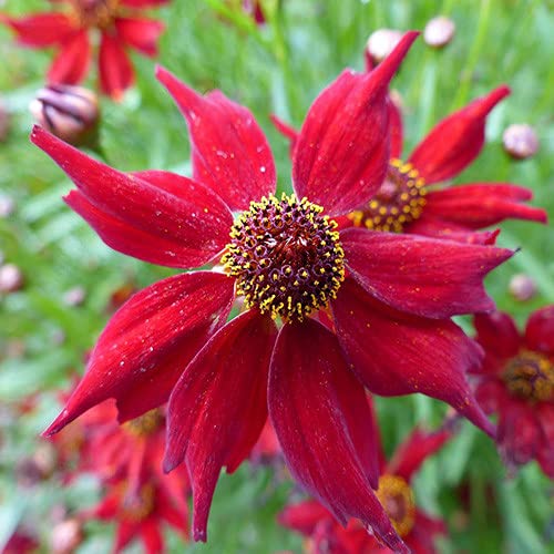 COREOPSIS tinctoria Dwarf Red Plains Coreopsis Flower Seeds - 35+ Seeds ...