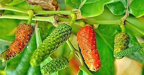 Buy M-Tech Gardens Rare Medicinal Plant Thippali or Pippalli/Long ...
