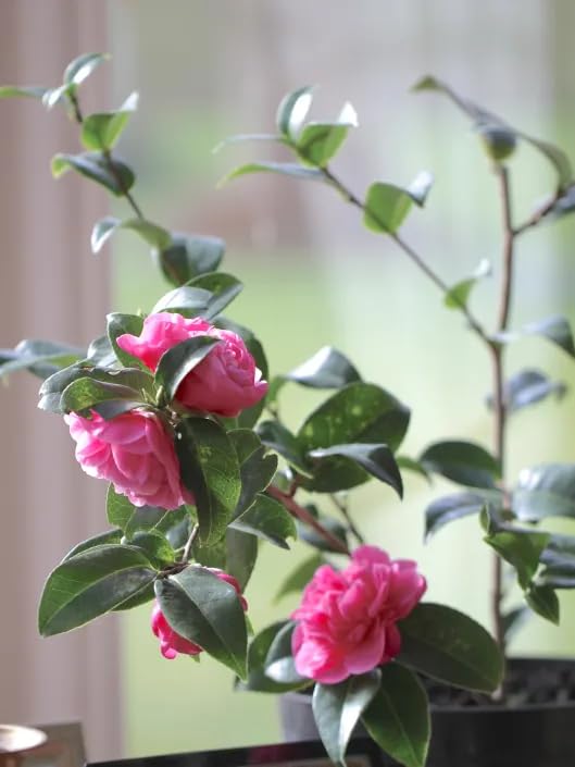 MM GARDEN Camellia Flower Plant" Height 2-2.5 Feet Flower After One ...