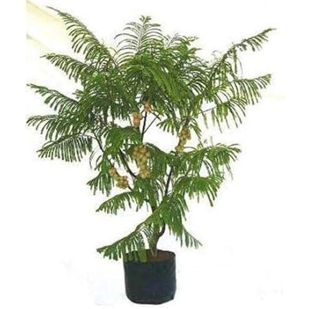 Shami Tree/Banni Tree/Vanni Maram- Live Plant With Pot : Amazon.in ...