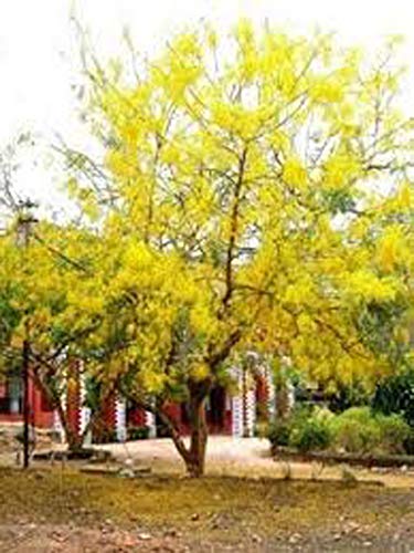 Plants Point Rare Cassia fistula (Golden Shower Tree) Kanikkonna - Ornamental Flowering Tree (1 ...