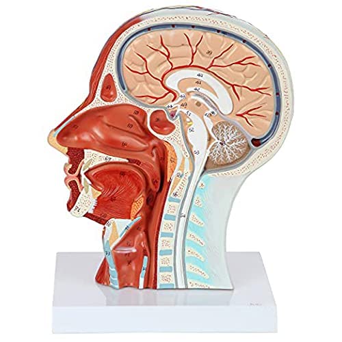 Buy Medical Model Simulation The Superficial Neurovascular Model Of The ...