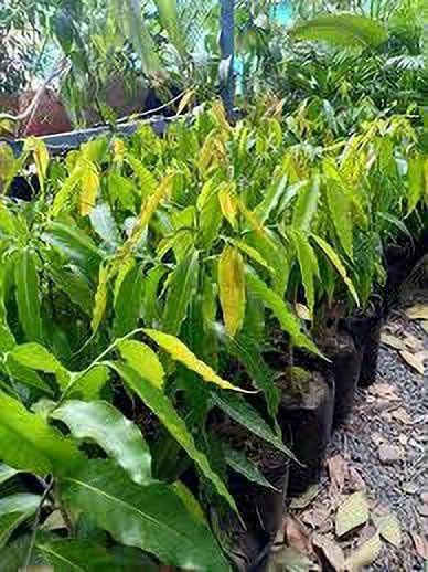 Vamsha Nature Care Ashok Plant : Amazon.in: Garden & Outdoors