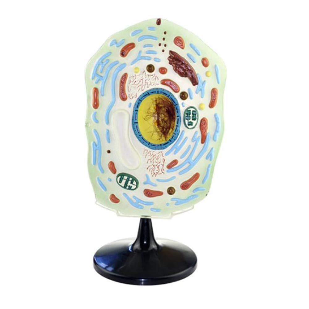 Buy FMNKC Study Model Cell Anatomy Model - Animal and Cells Model ...