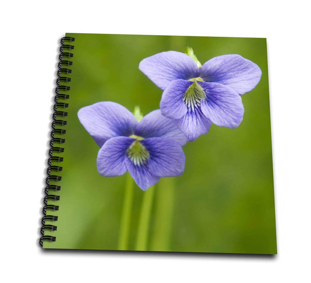 Blue Violets Drawing