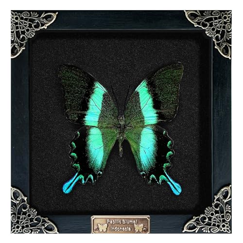 Amazon.com: Real Death Head Moth Frame Bug Insect Taxidermy Cicada ...