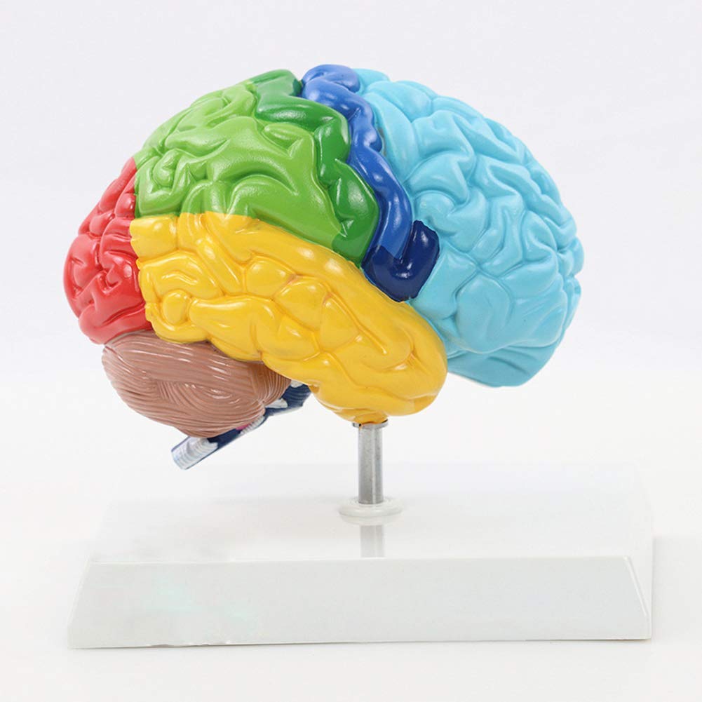 Buy Human Brain 1:1 Functional Area Anatomy Model Medicine Teaching ...