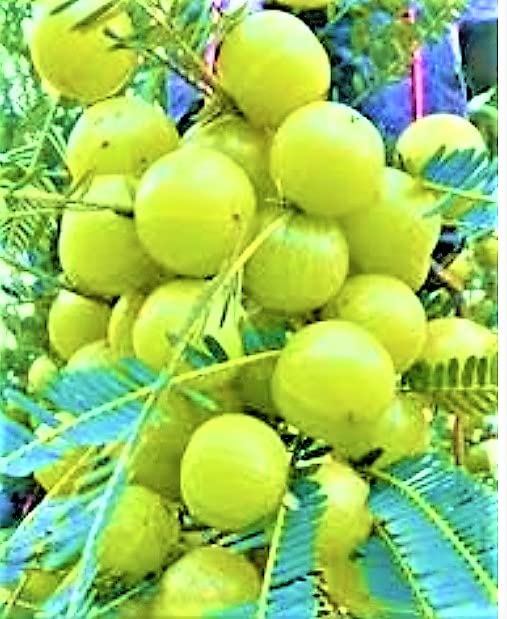 NATURE WORLD PREMIUM AMLA RASA USIRI GOOSE BERRY PHYLLANTHUS EMBLICA ...